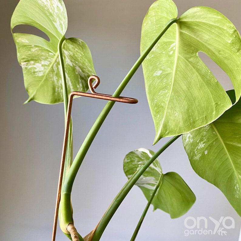 Copper Swizzle Plant Stick, Leaning Stem Support – On Ya Garden