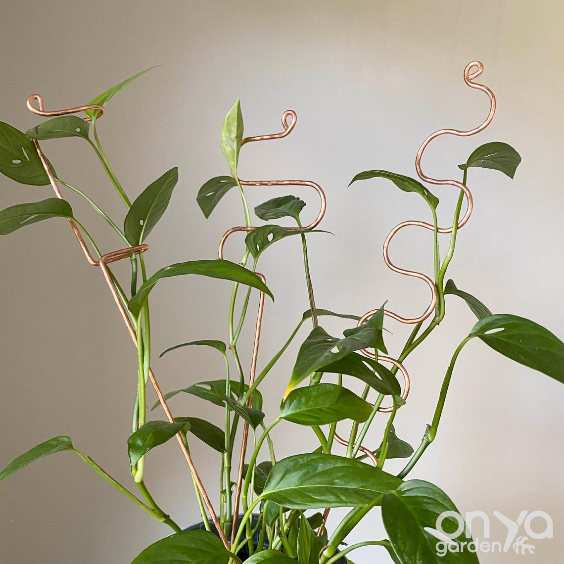 Copper Large Plant Sticks, Long Stem Supporters for House Plants – On ...